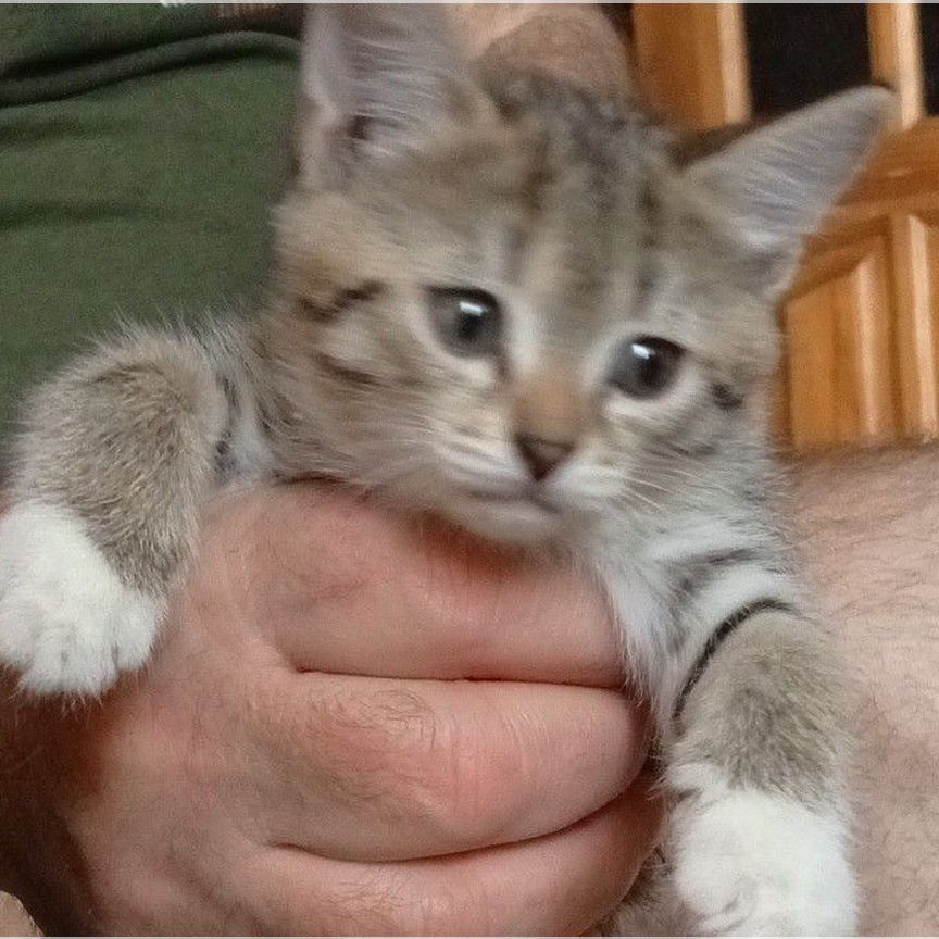 Котёнок в добрые руки