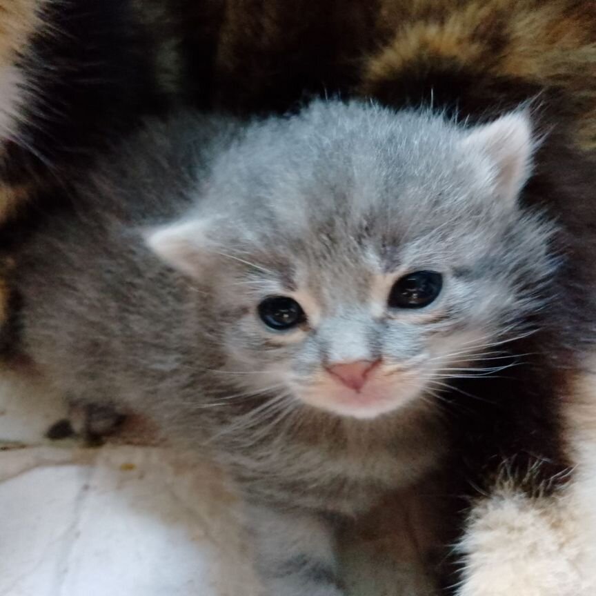 Отдам в хорошие руки котенка, бесплатно
