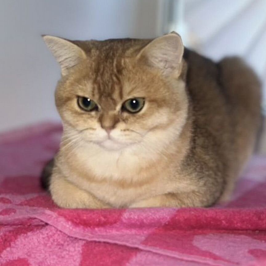 Вязка кошка шиншила золотая