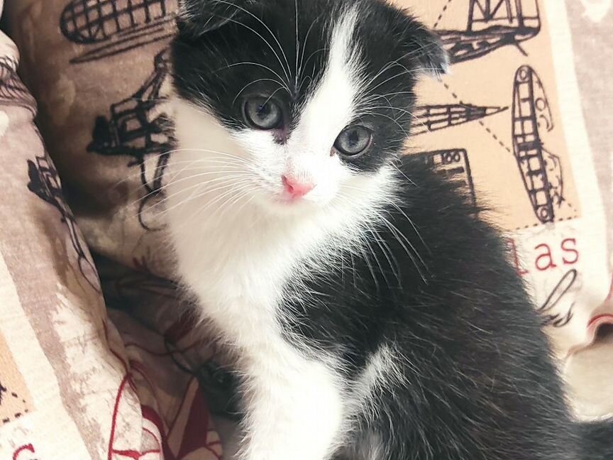 Котята от вислоухой кошечки