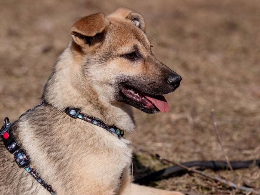 Щенок в добрые руки