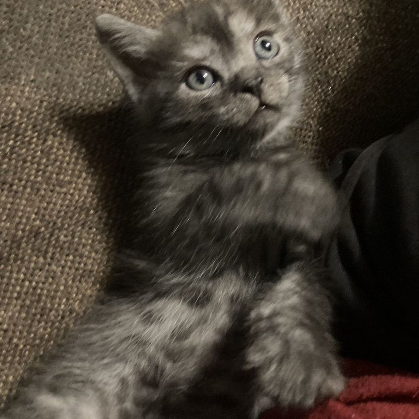 Котенок