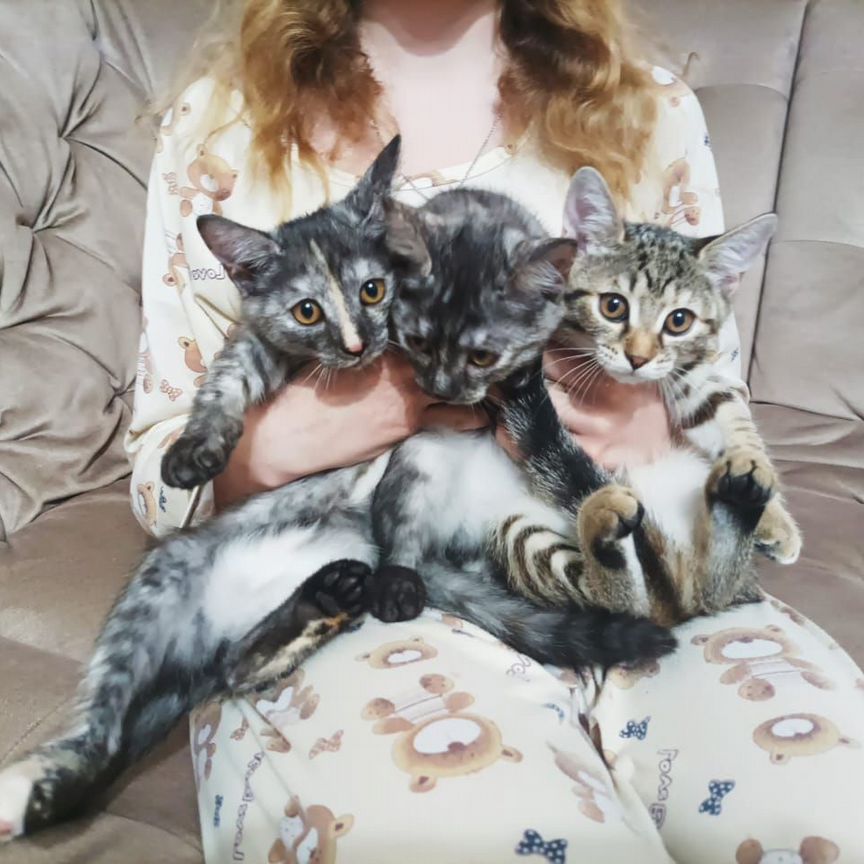 Отдам котенка в добрые руки)