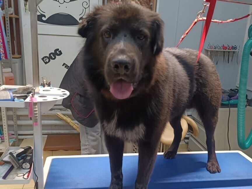 Собака Рэм в добрые руки бесплатно