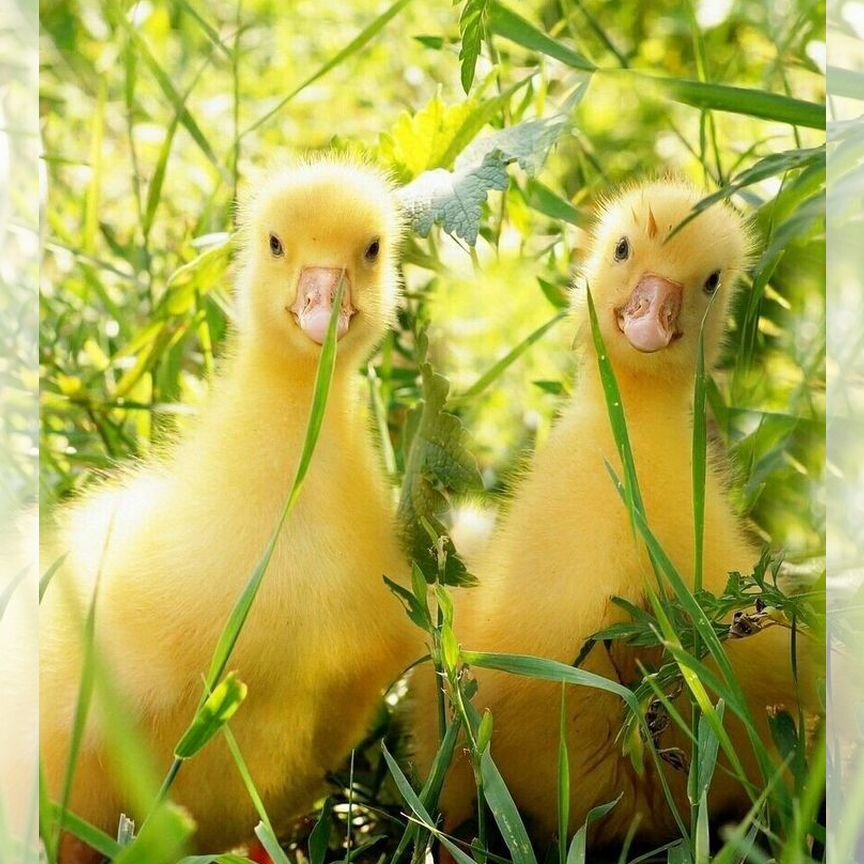 Гусята породы линда