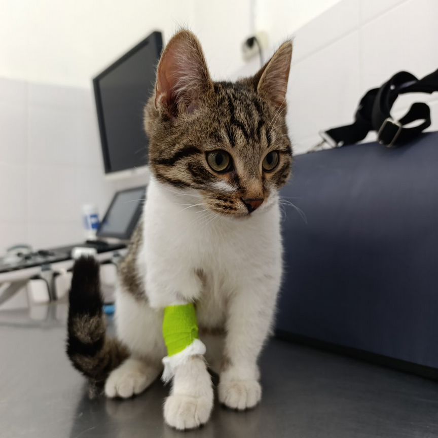 Котенок Баунти 6 мес. бесплатно