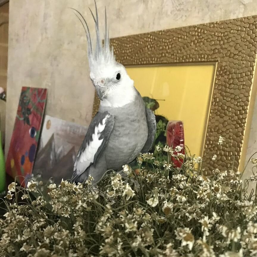 Попугай карела серый