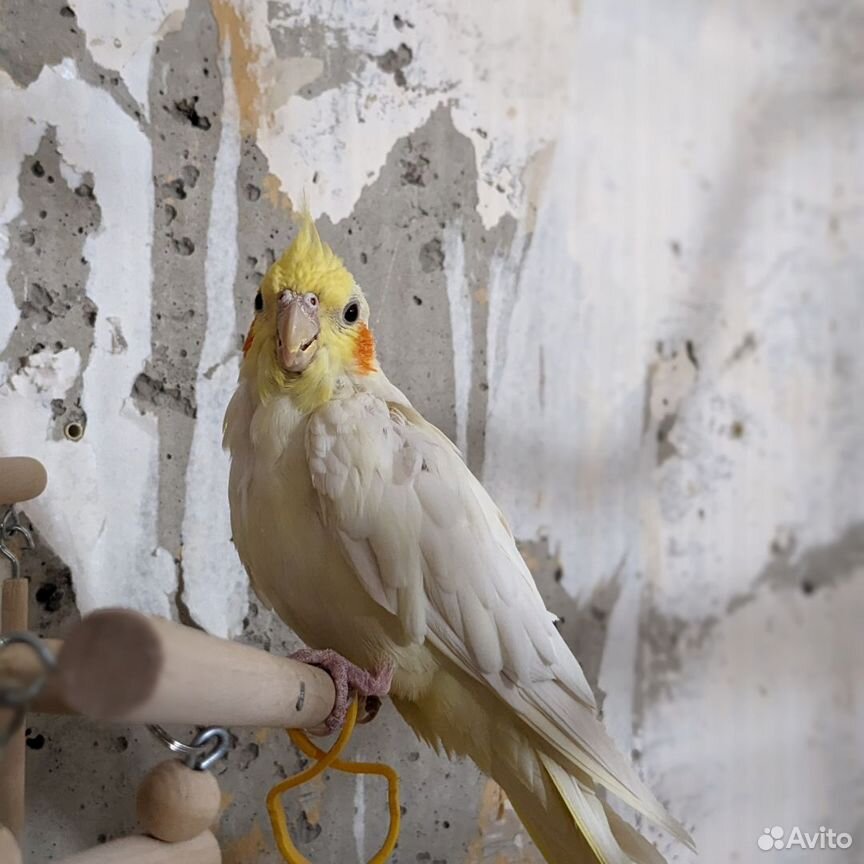 Корелла самка в добрые руки