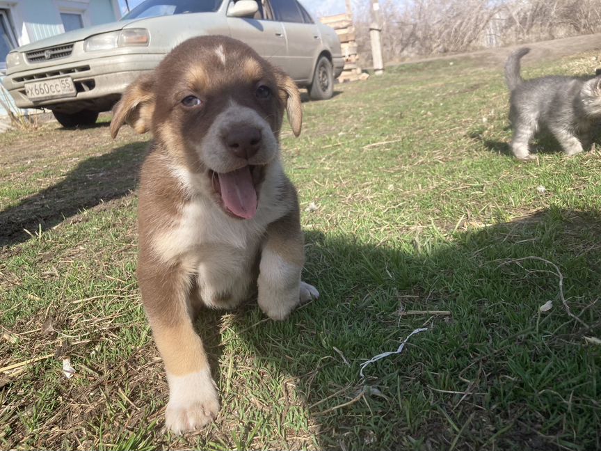 Отдам щенков в добрые руки)