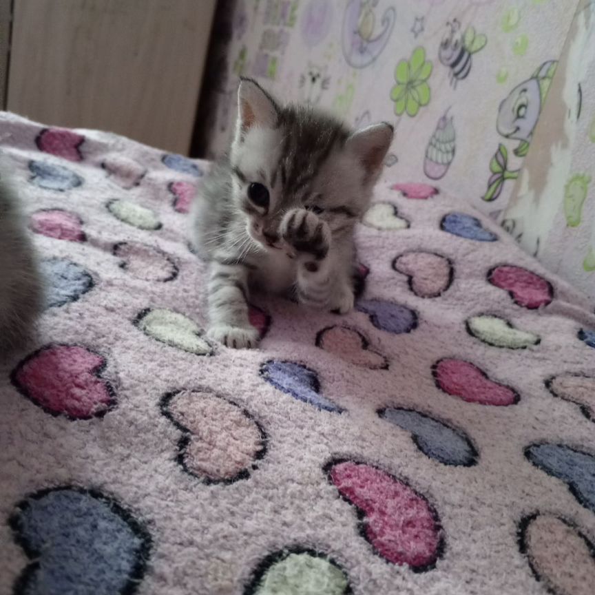 Шотландская вислоухая