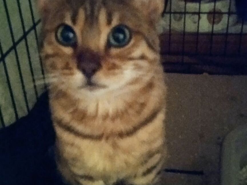 Котик