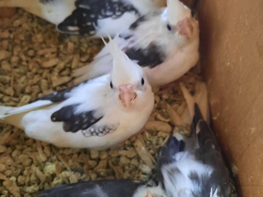 Попугай карела Безщекий