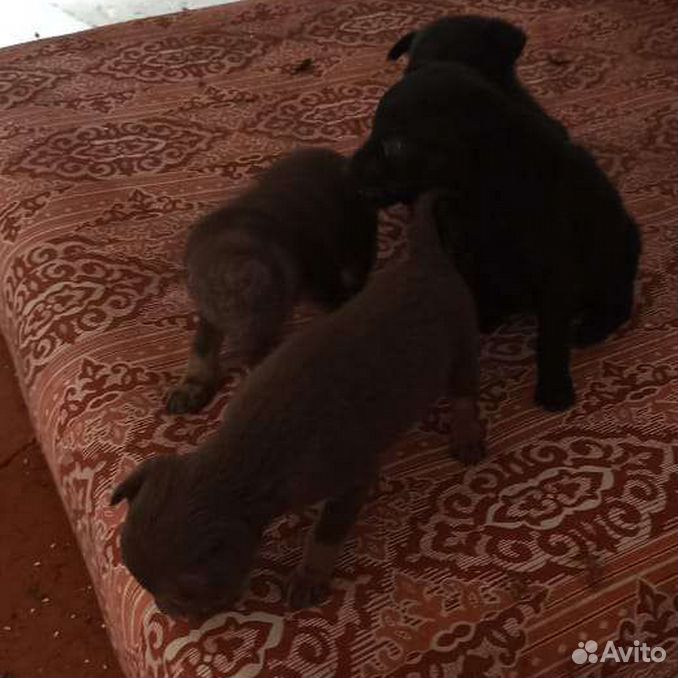 Щенки австралийская келпи