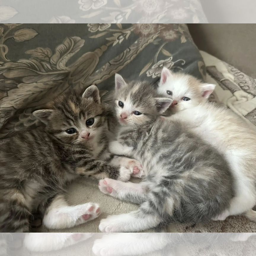 Котёнок в добрые руки