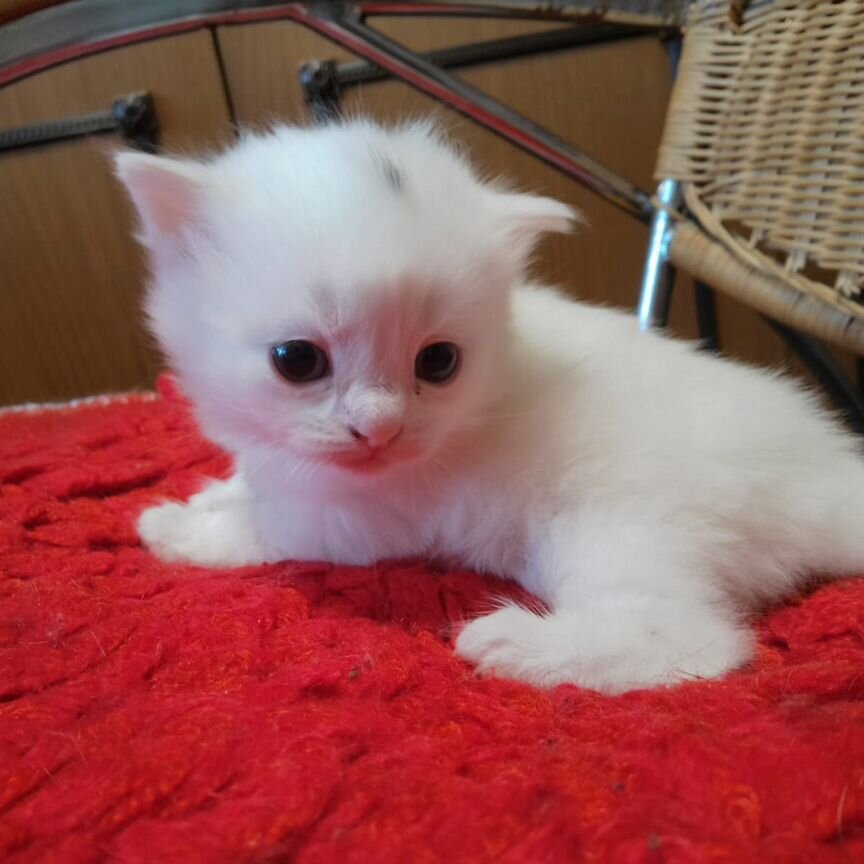 Отдам котенка в добрые руки