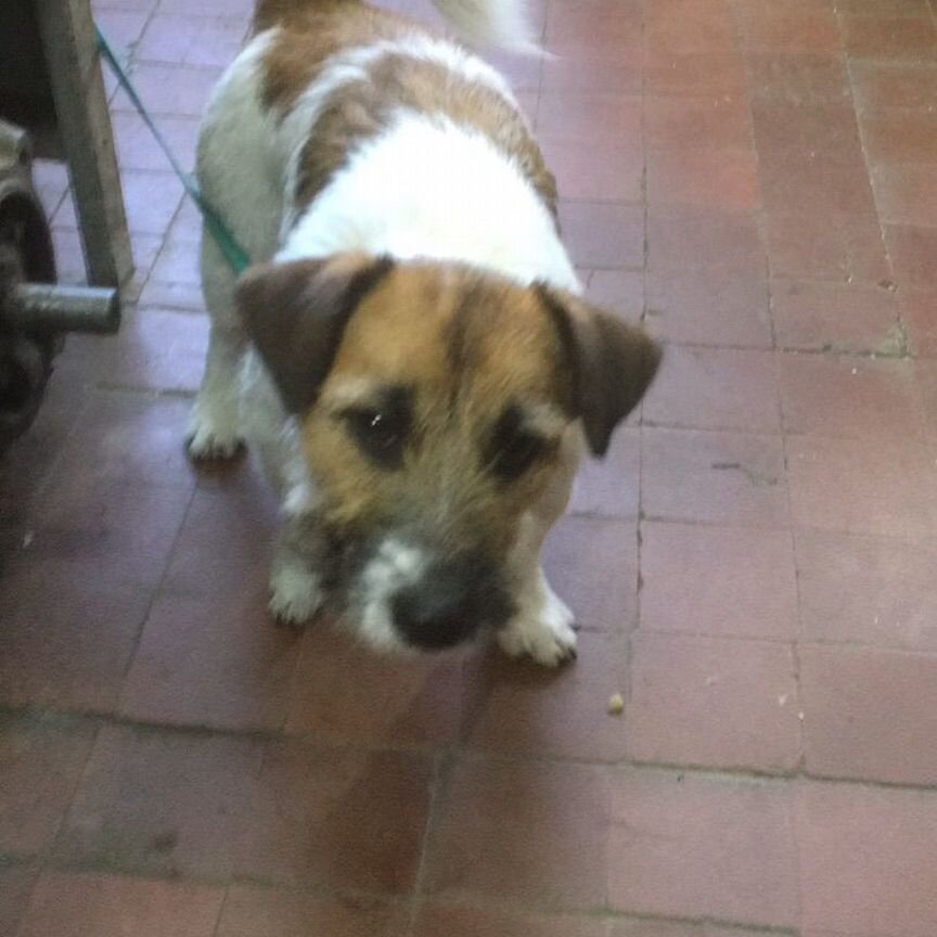 Отдам в добрые руки собачку джек-рассел терьер