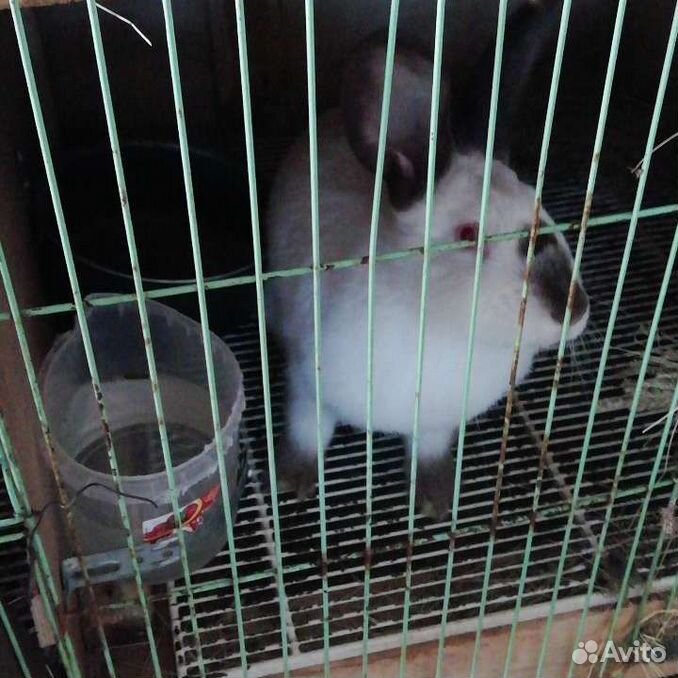 Калифорнийские кролики 7 месяцев