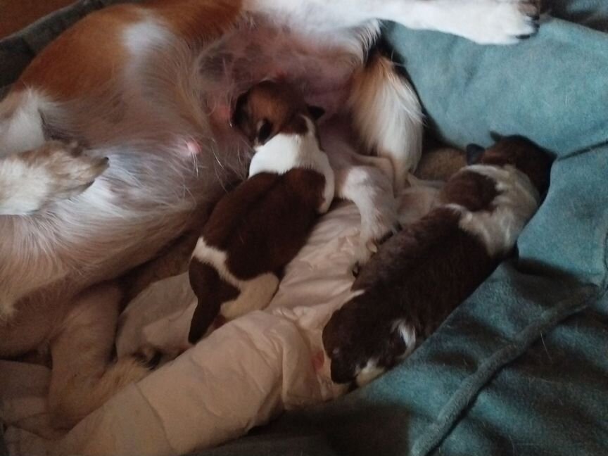 Щенки Джек рассел терьер гладкошерстный