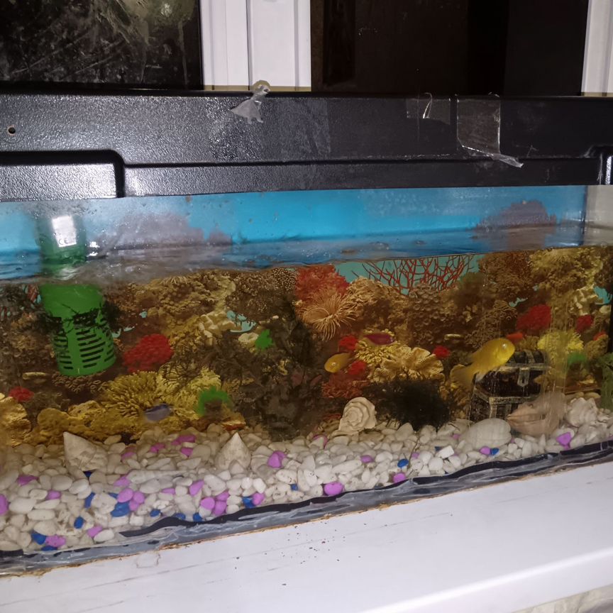 Аквариум с рыбками
