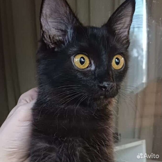 Котенок энерджайзер девочка в добрые руки