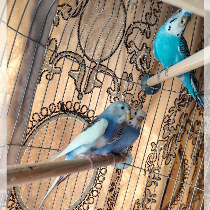Волнистый попугай с клеткой