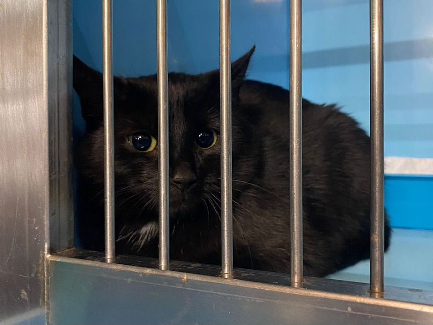 Как птичка в клетке