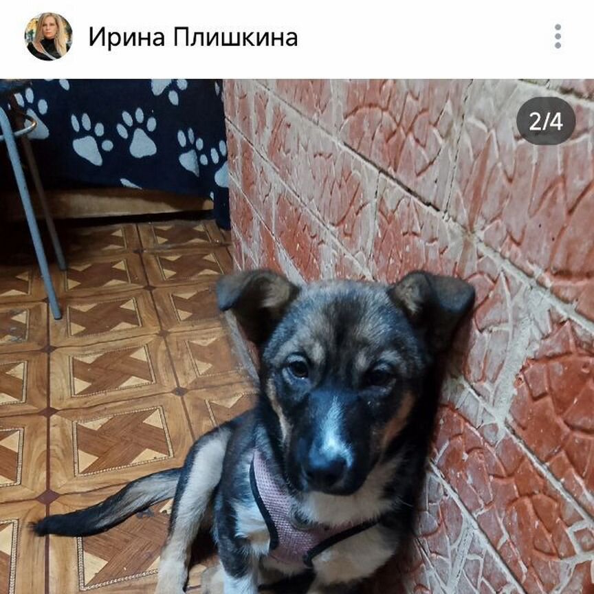 Девочка Лада в хорошие руки, стерилизована