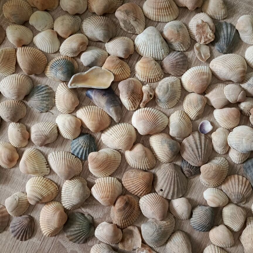 Ракушки/Песок ракушечник