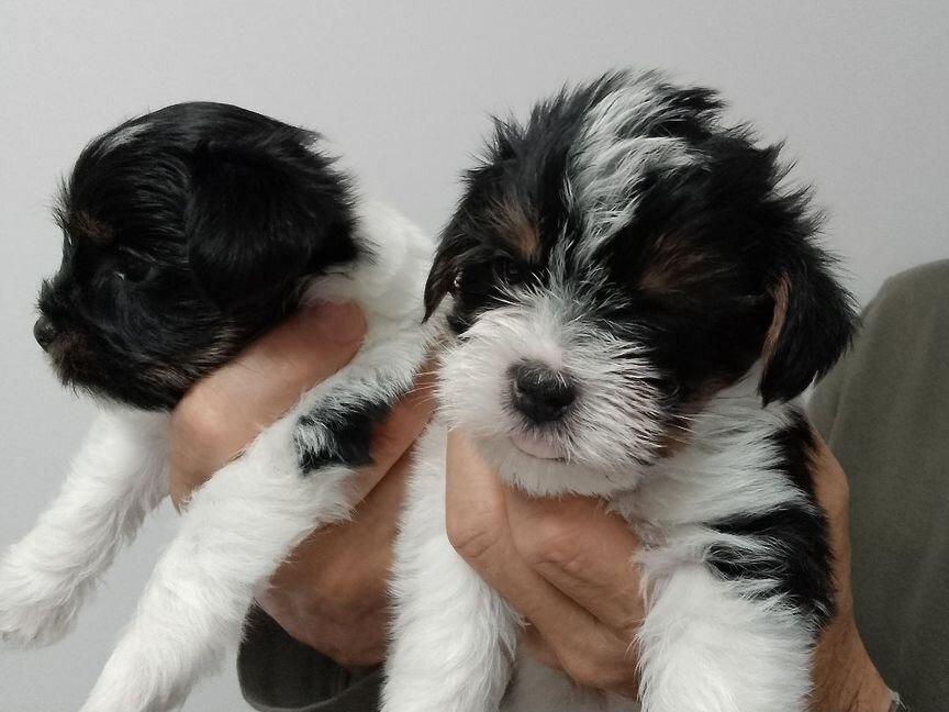 Щенки бивер йорка