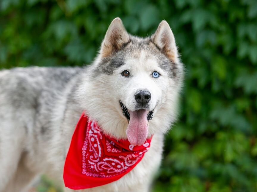 Сибирский хаски