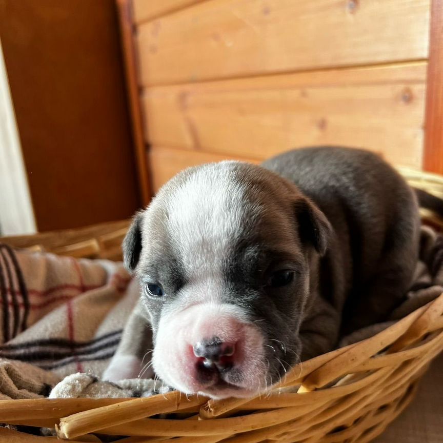 Американский булли