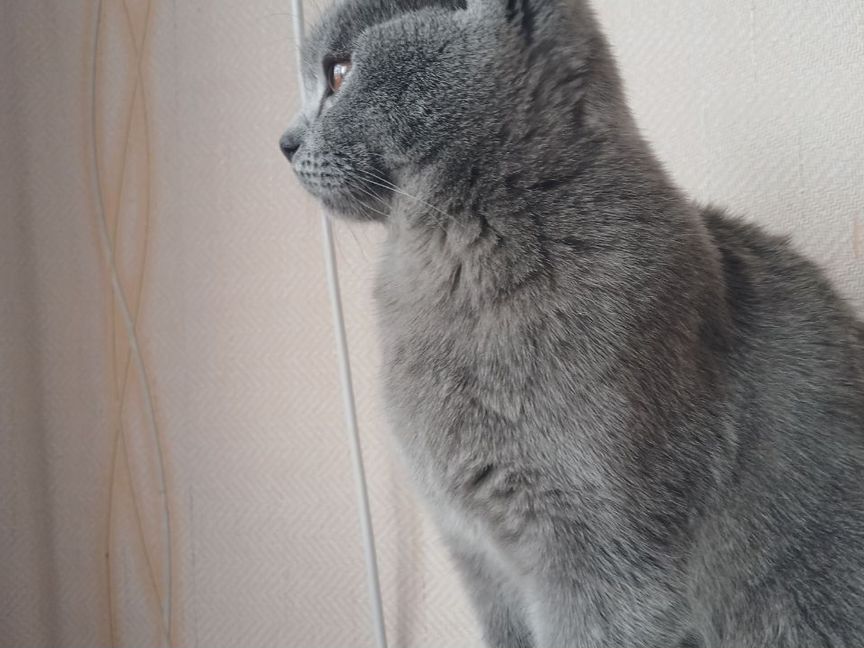 Британская кошка