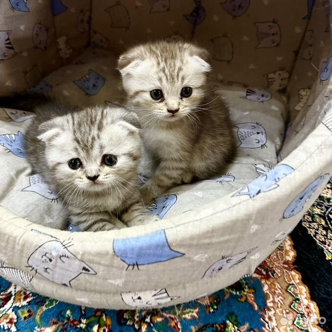 Продаются шотландские котята - девочки,1 месяц