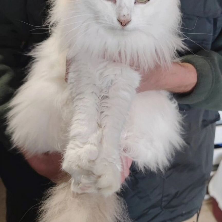Кошки в добрые руки