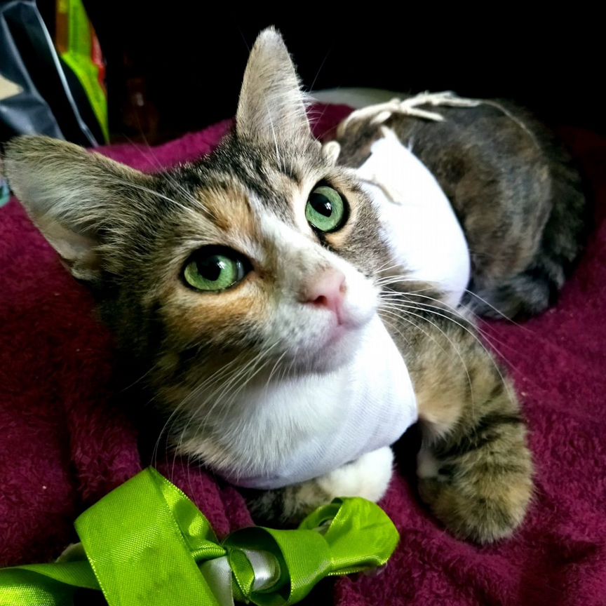 Кошка 1,5 года