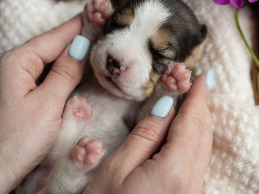 Щенки бигль