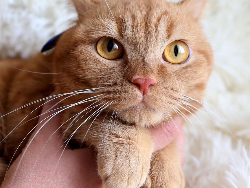 Шикарный кот ищет семью