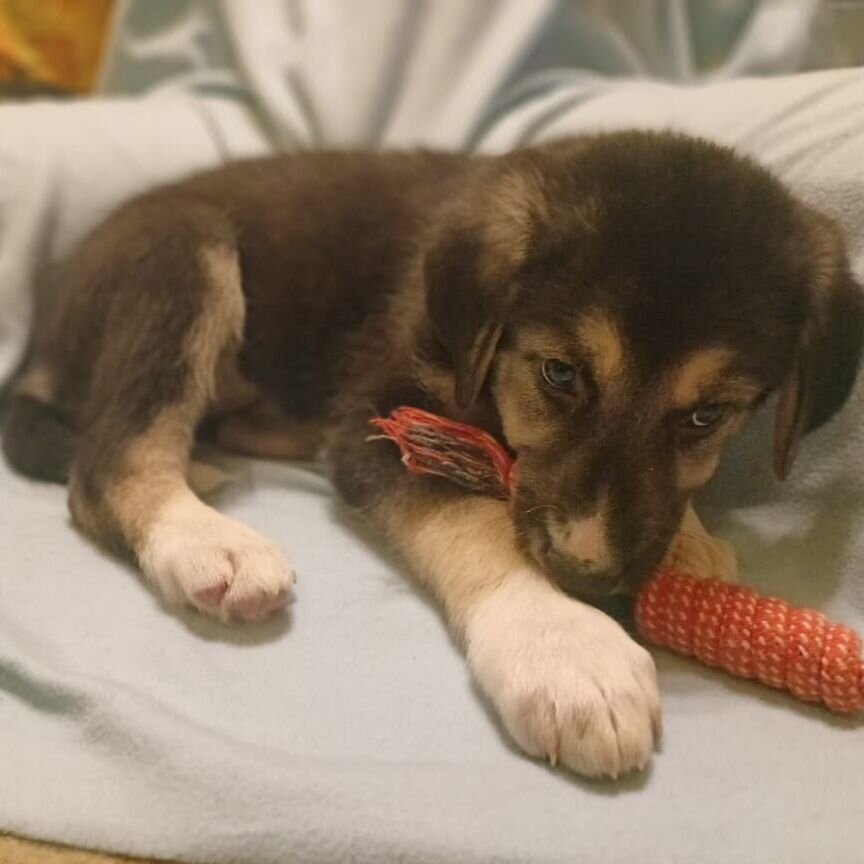 Щенок Ричард в добрые руки бесплатно