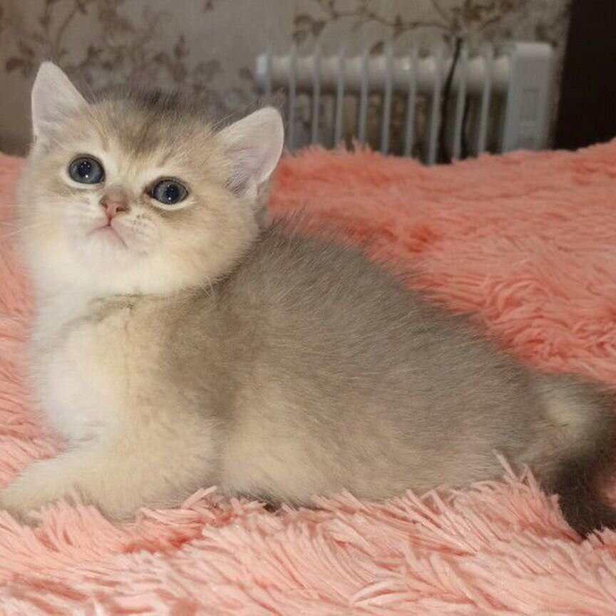 Шотландские элитные пупсы голубое золото