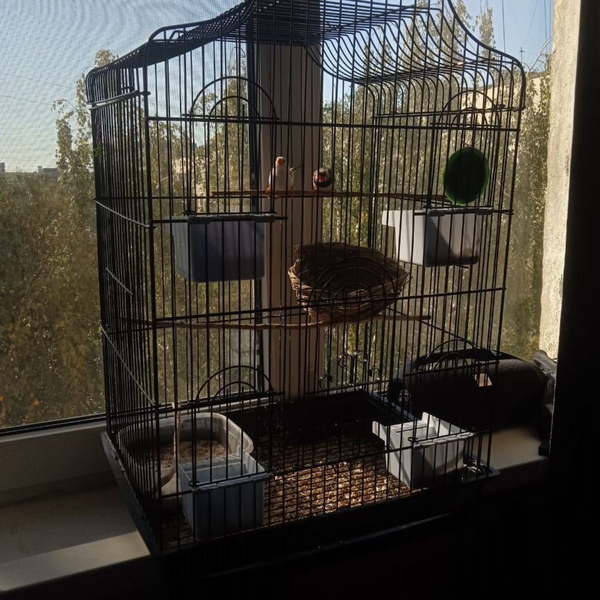 Зебровые амадины