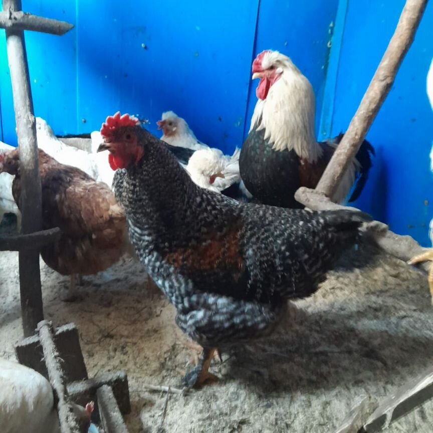 Шестимесячные петушки