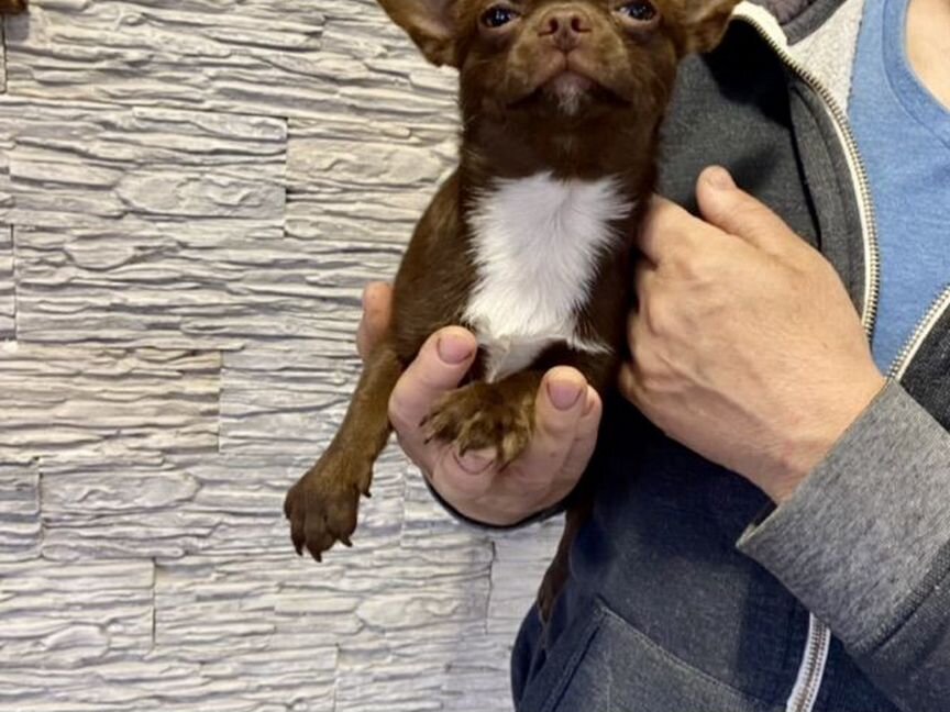 Готовый кобелек для вязок в продаже