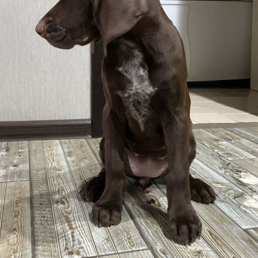 Щенки курцхаара с документами