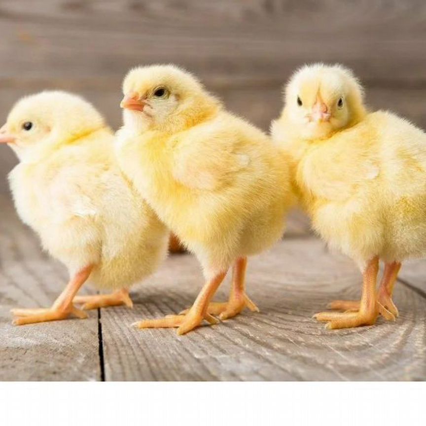 Цыплята петухи Ломан Браун