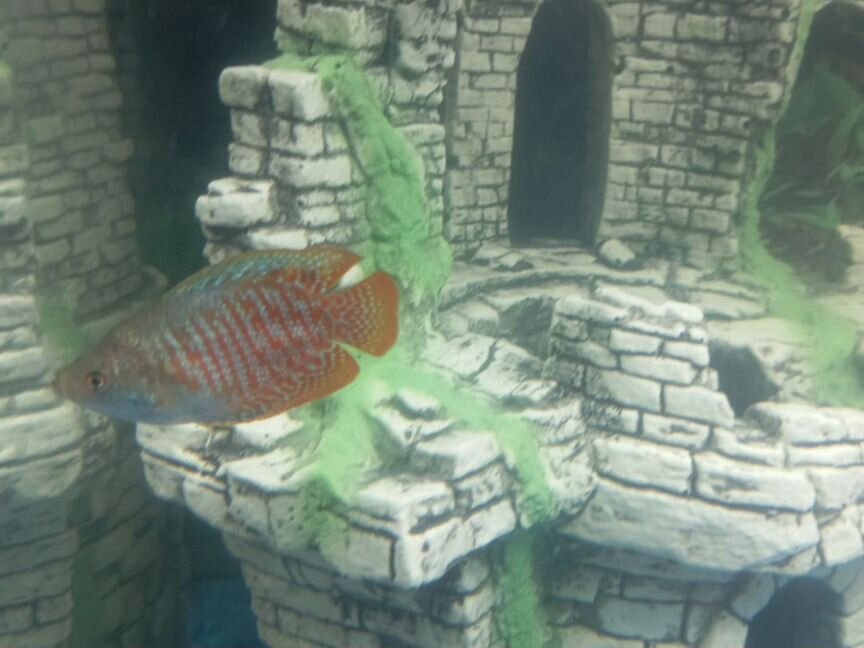 Аквариумные рыбки отдам пару гурами