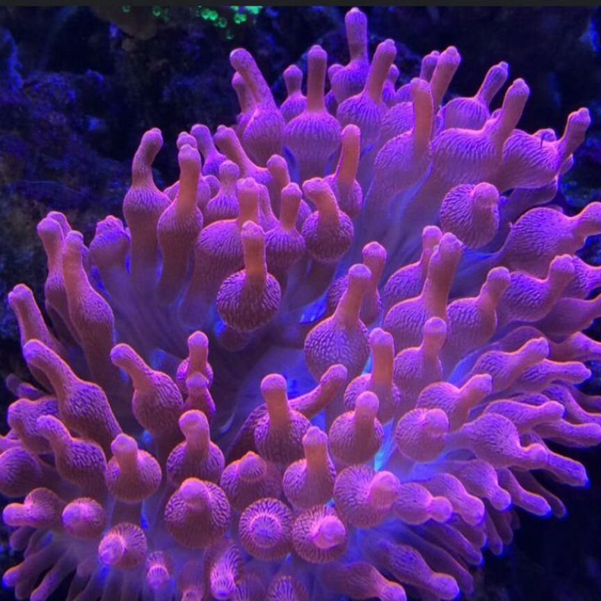 Актиния пузырчатая