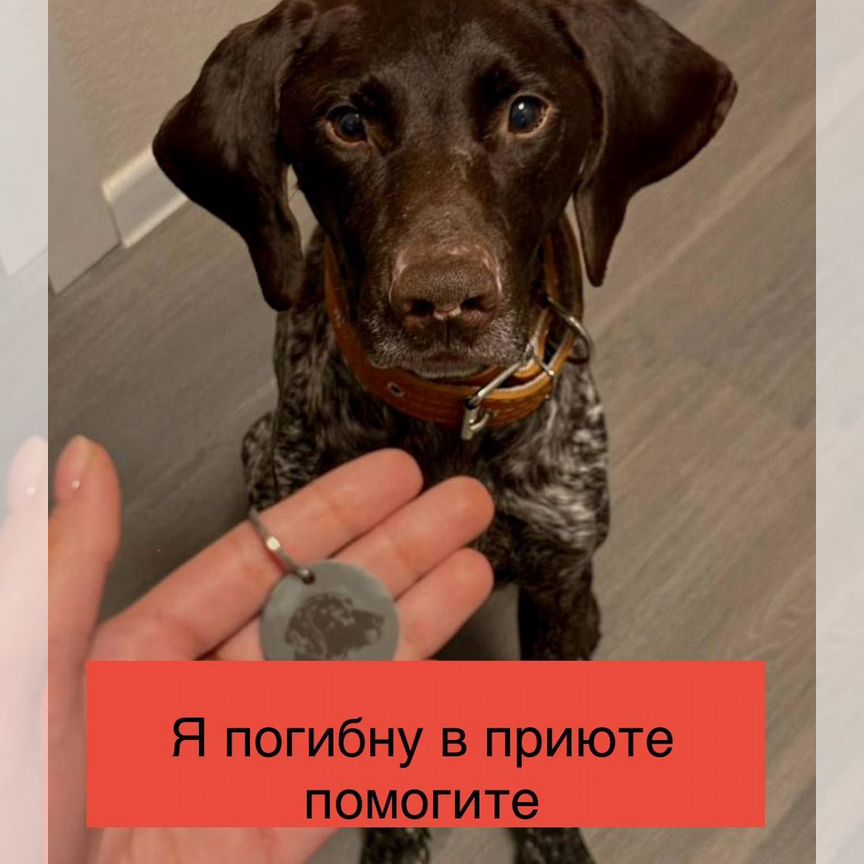 Взрослый пёс в добрые руки