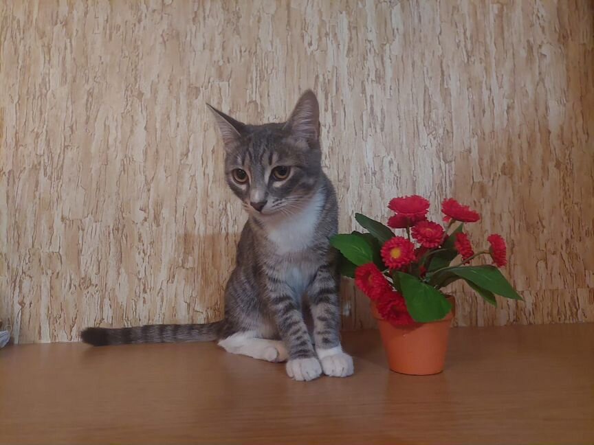 Котенок мальчик бесплатно