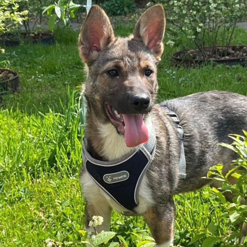 Щенок в добрые руки