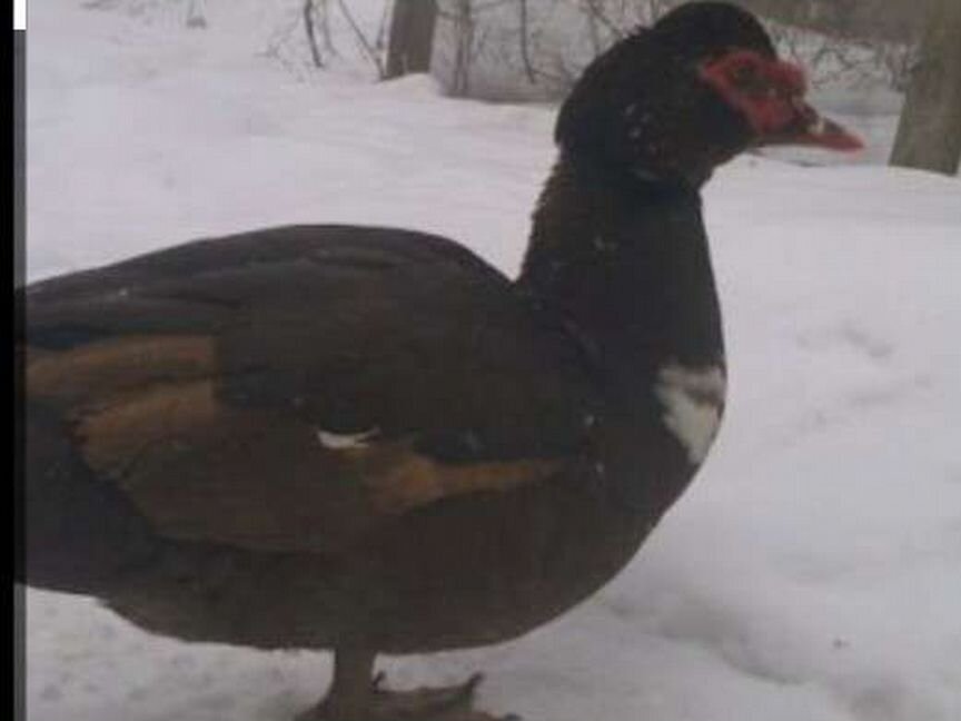 Селезень индоутки